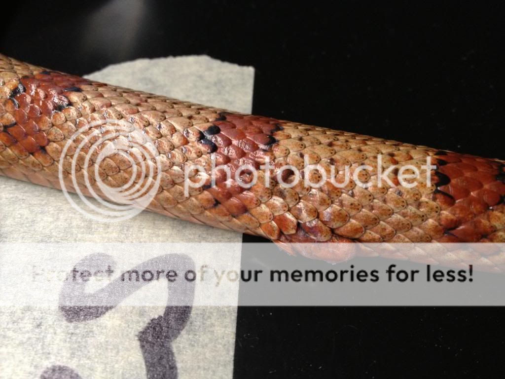captive Corn Snake growths/tumors - Field Herp Forum