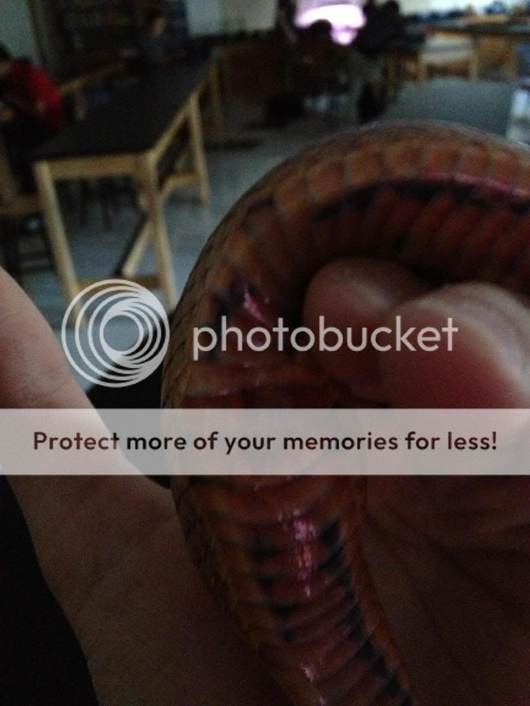 captive Corn Snake growths/tumors - Field Herp Forum