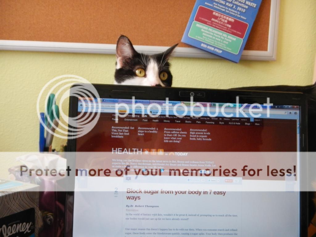 Anyone have a cat chasing their Mouse pointer on screen? | Cat Forum